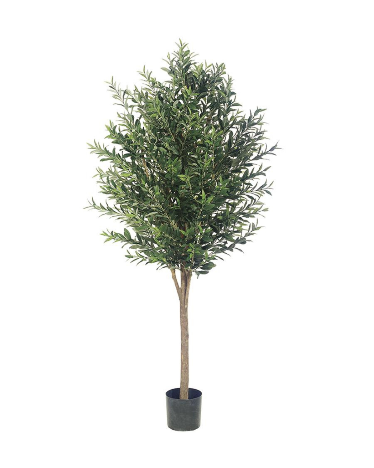 6' Olive Tree – The Salt + Light Home